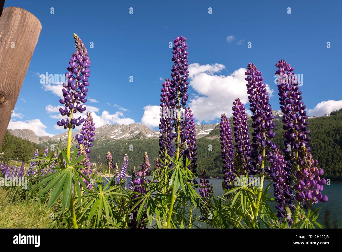 flower, plant and trees around Ceresole Reale lake in Piedmont in Italy ...