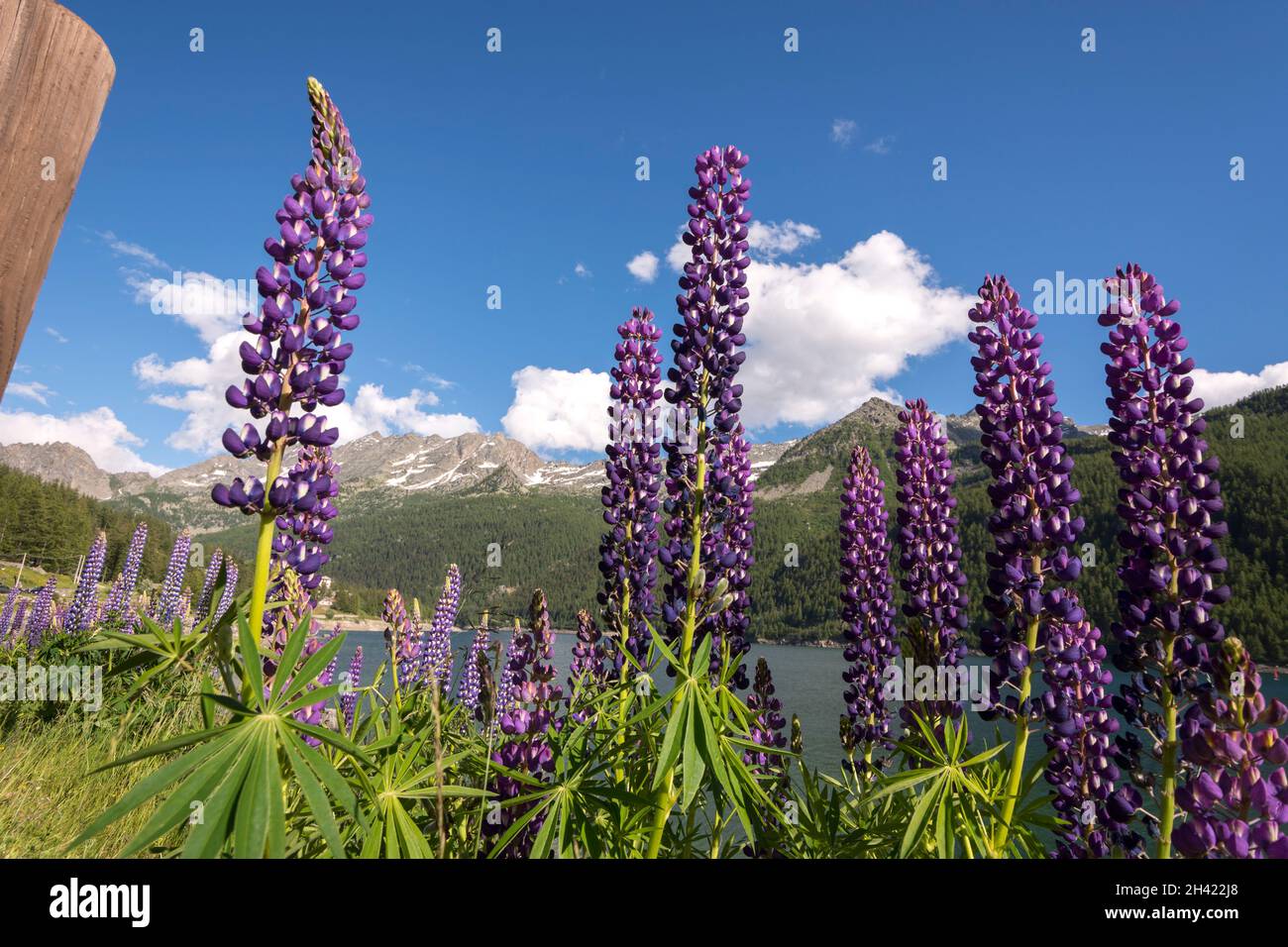 flower, plant and trees around Ceresole Reale lake in Piedmont in Italy ...