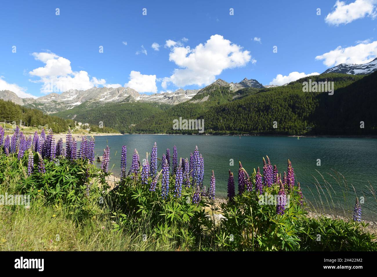 flower, plant and trees around Ceresole Reale lake in Piedmont in Italy ...