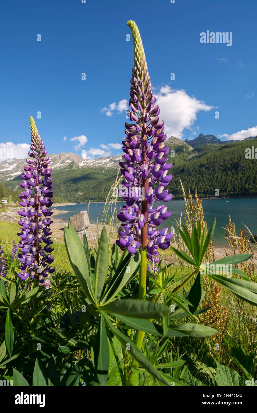 flower, plant and trees around Ceresole Reale lake in Piedmont in Italy ...