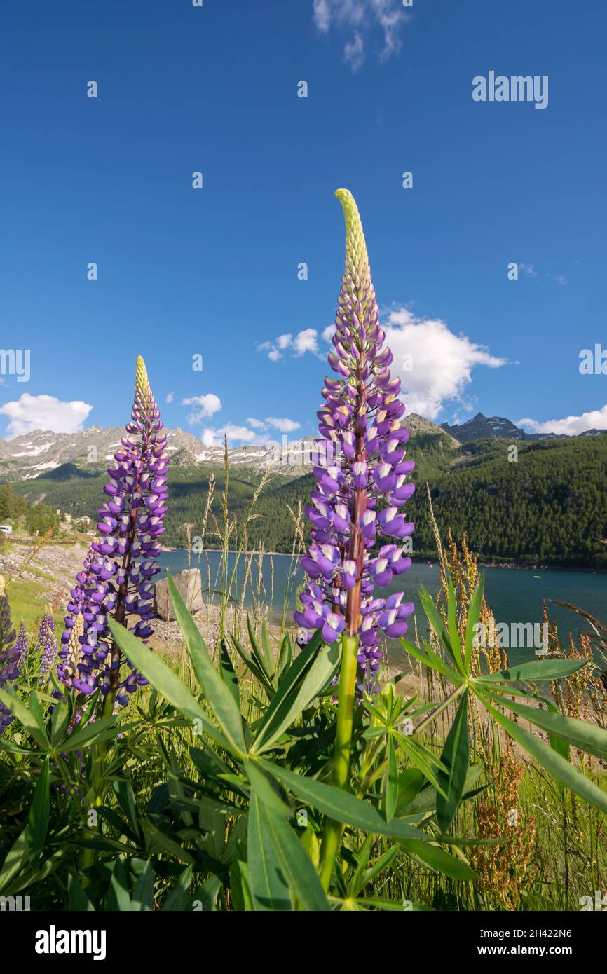 flower, plant and trees around Ceresole Reale lake in Piedmont in Italy ...