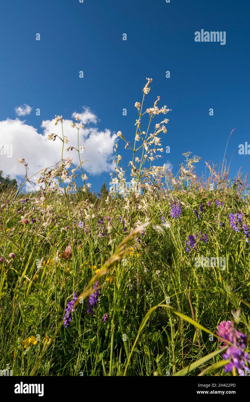 flower, plant and trees around Ceresole Reale lake in Piedmont in Italy ...
