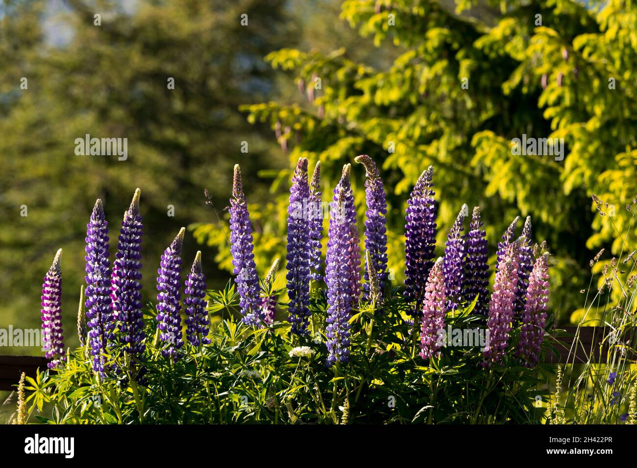 flower, plant and trees around Ceresole Reale lake in Piedmont in Italy ...