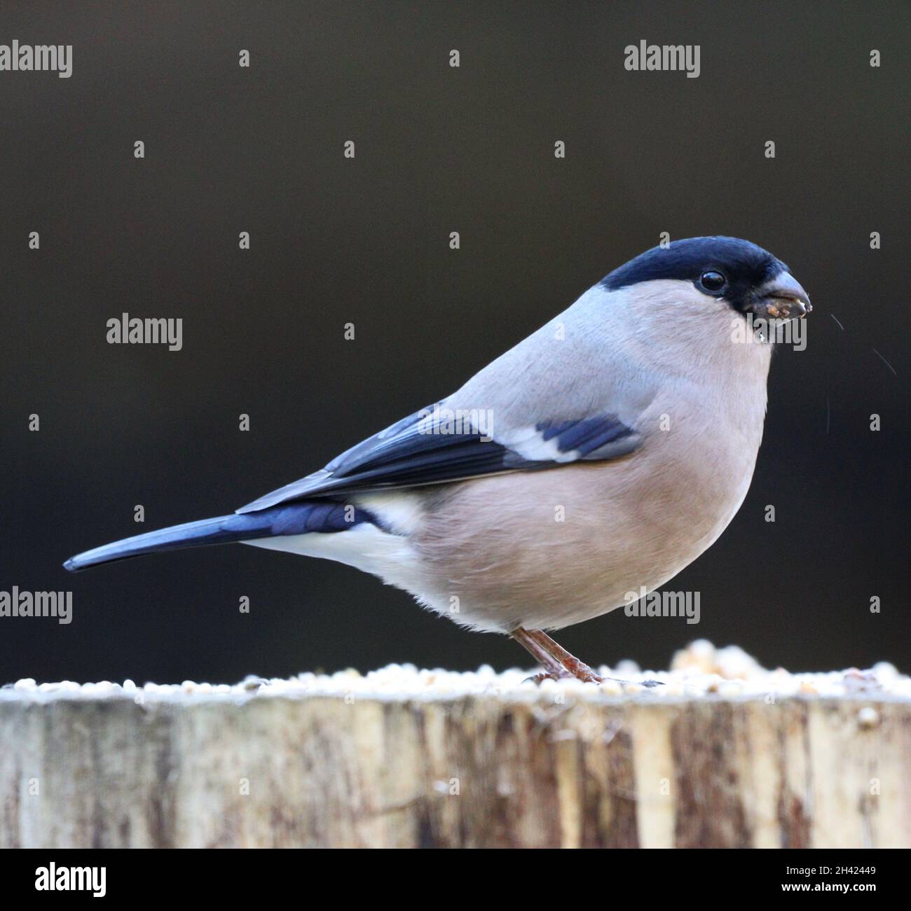 Female bullfinch hi-res stock photography and images - Alamy