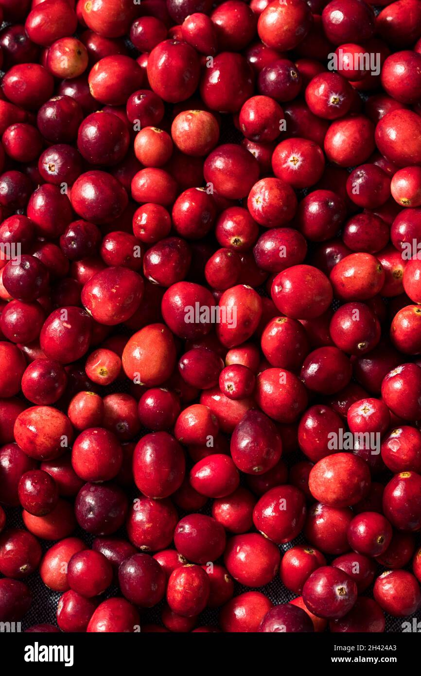 Healthy Red Organic Cranberries in a Bowl Stock Photo - Alamy