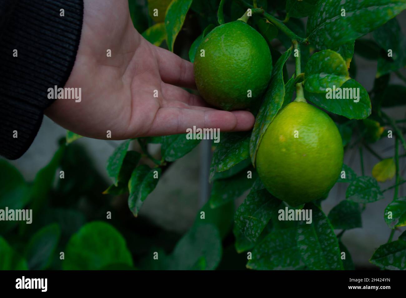 Man hand holding green limes on the branch of lemon tree. Organic and ...