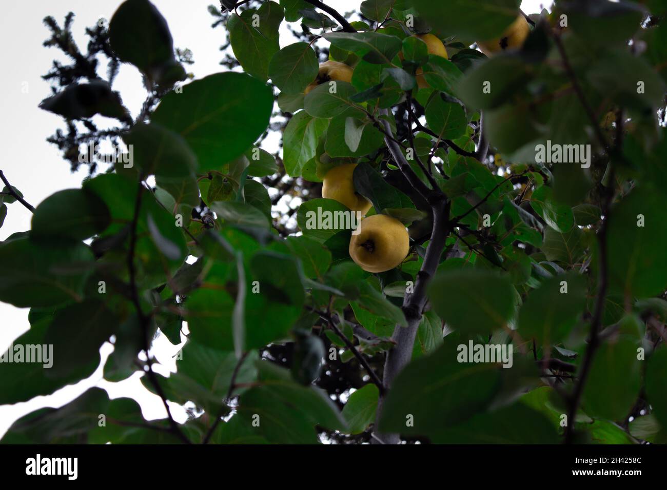 Some quince are ready to harvest on the quince tree. Homegrown fruits ...
