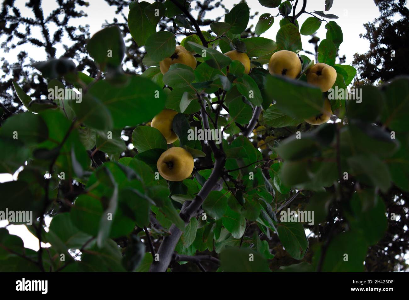 Some quince are ready to harvest on the quince tree. Homegrown fruits ...