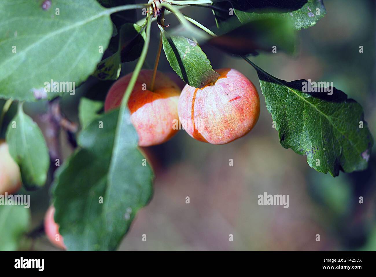 Rare plants and trees hi-res stock photography and images - Alamy