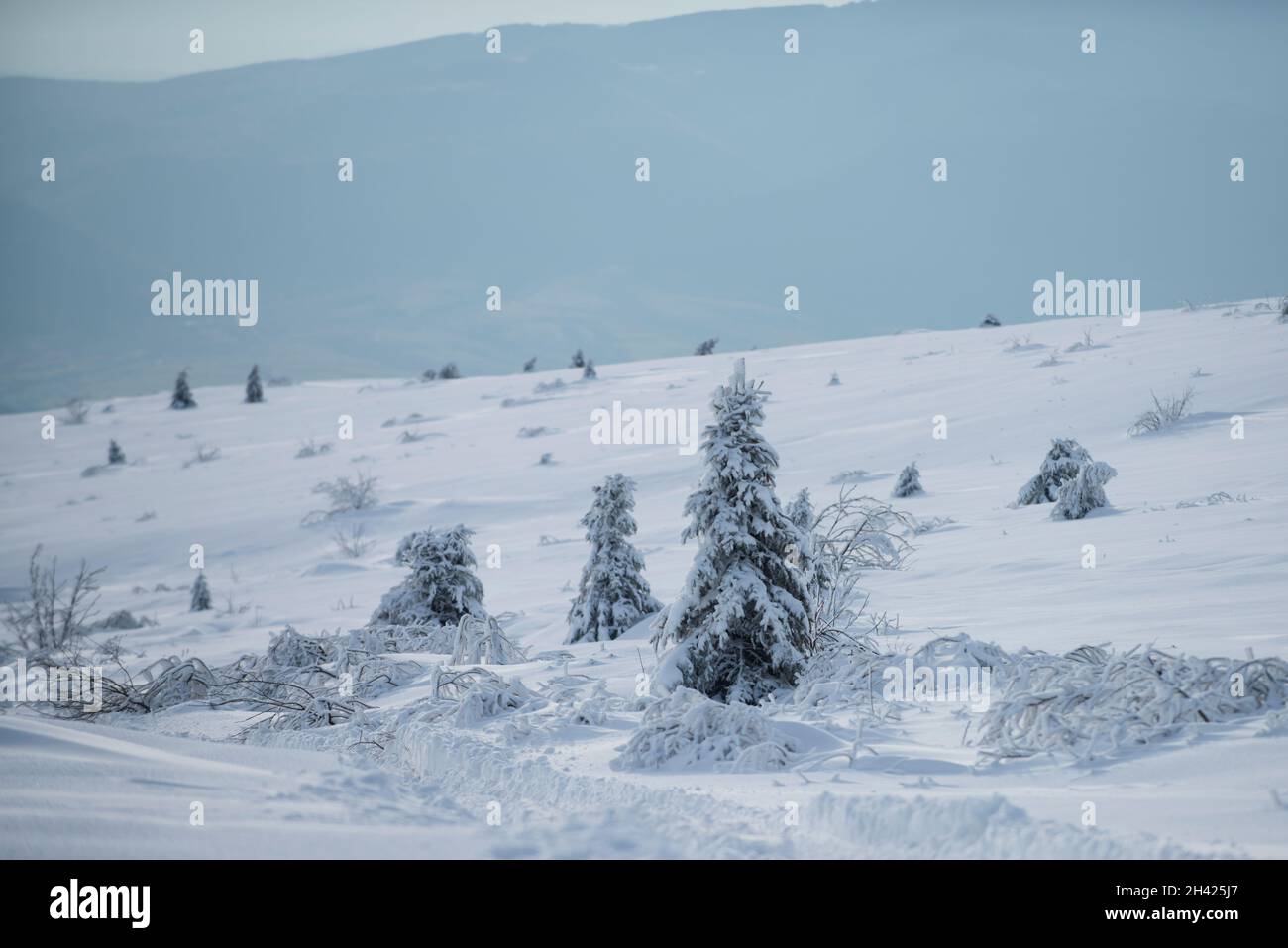 Winter landscape, wintry scene of frosty trees on snowy foggy ...
