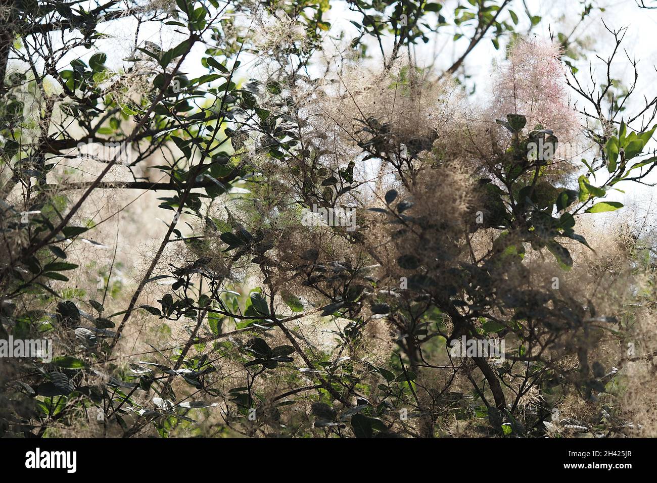 Botanical garden, rare plants and trees. High quality photo Stock Photo ...