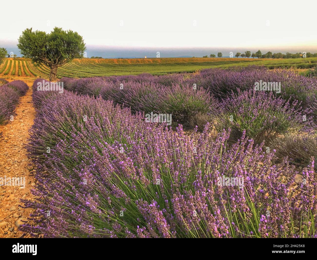 Open fields of lavender hi-res stock photography and images - Alamy