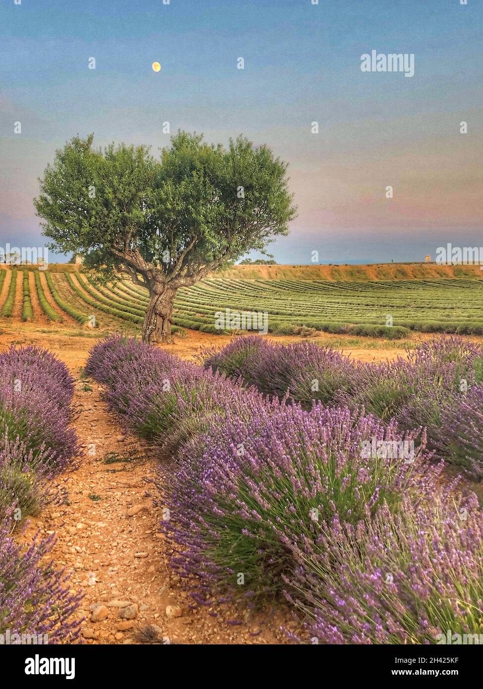 Lavender field with tree Stock Photo - Alamy