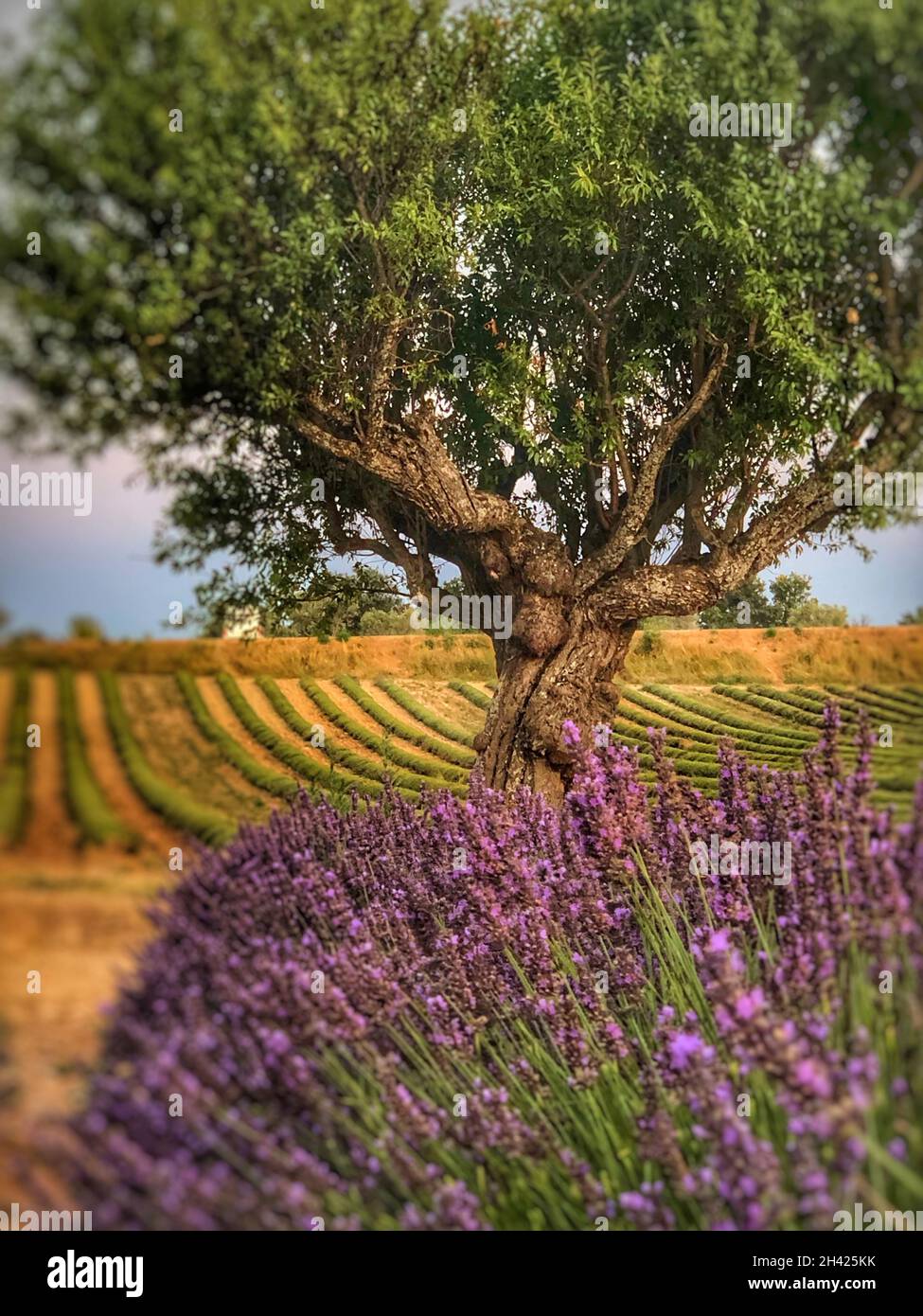 Lavender field with tree Stock Photo - Alamy