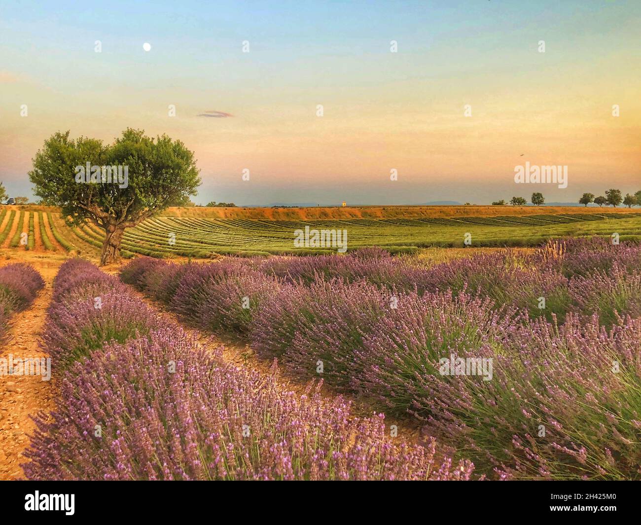 Lavender harvest in valensole hi-res stock photography and images - Alamy