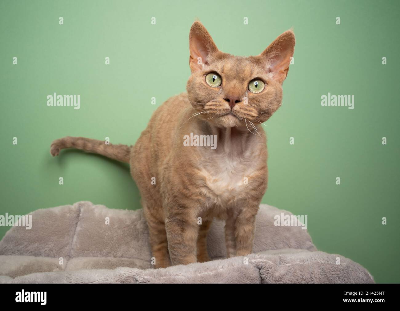 beautiful brown lilac devon rex cat with green eyes looking at camera ...