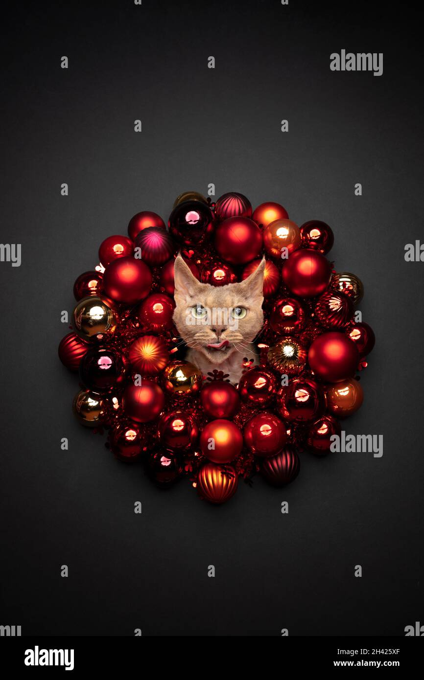 cat xmas card portrait with copy space. fawn devon rex cat sticking ...