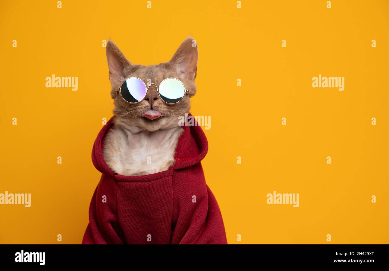 cool cat portrait. fawn lilac devon rex cat wearing red hoodie and ...