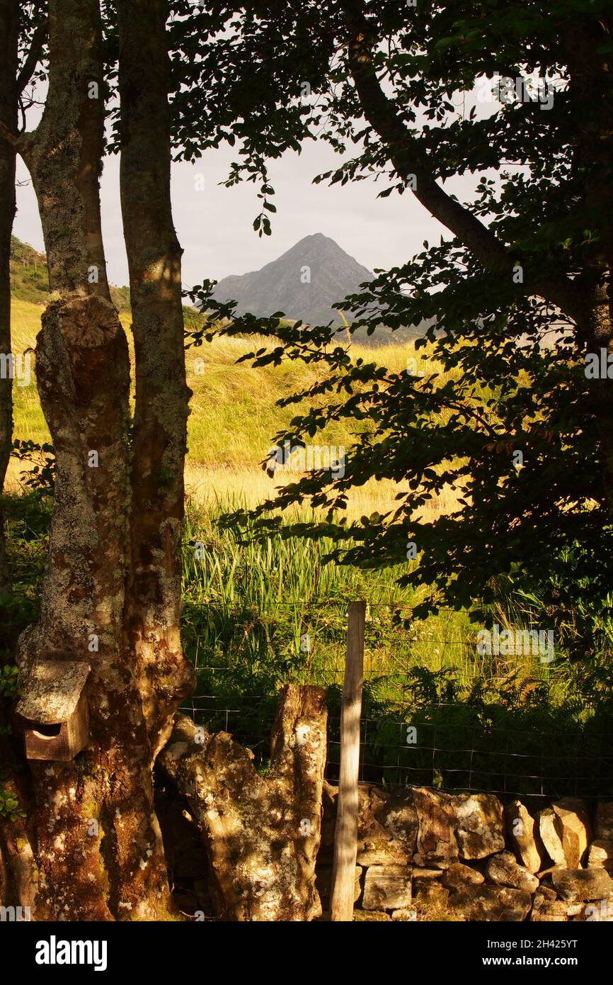 Looking through the trees at Badnabay, Sutherland, Scotland to Ben ...