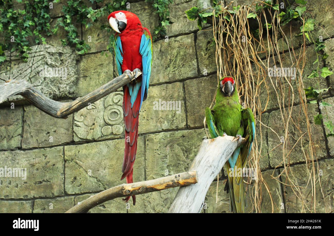 Colorful macaw parrots are sitting on a tree Stock Photo - Alamy