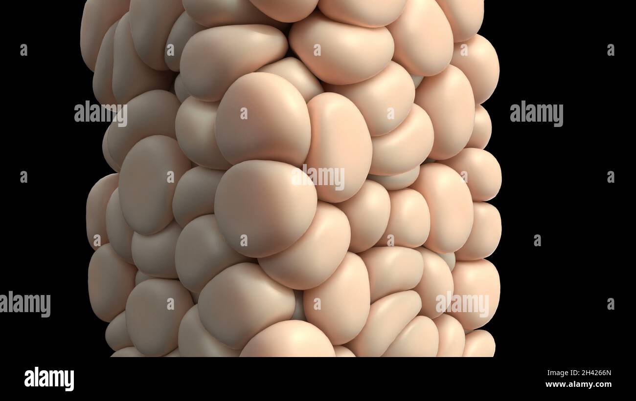 Fat cell medical tissue design Science Human health Atherosclerosis ...