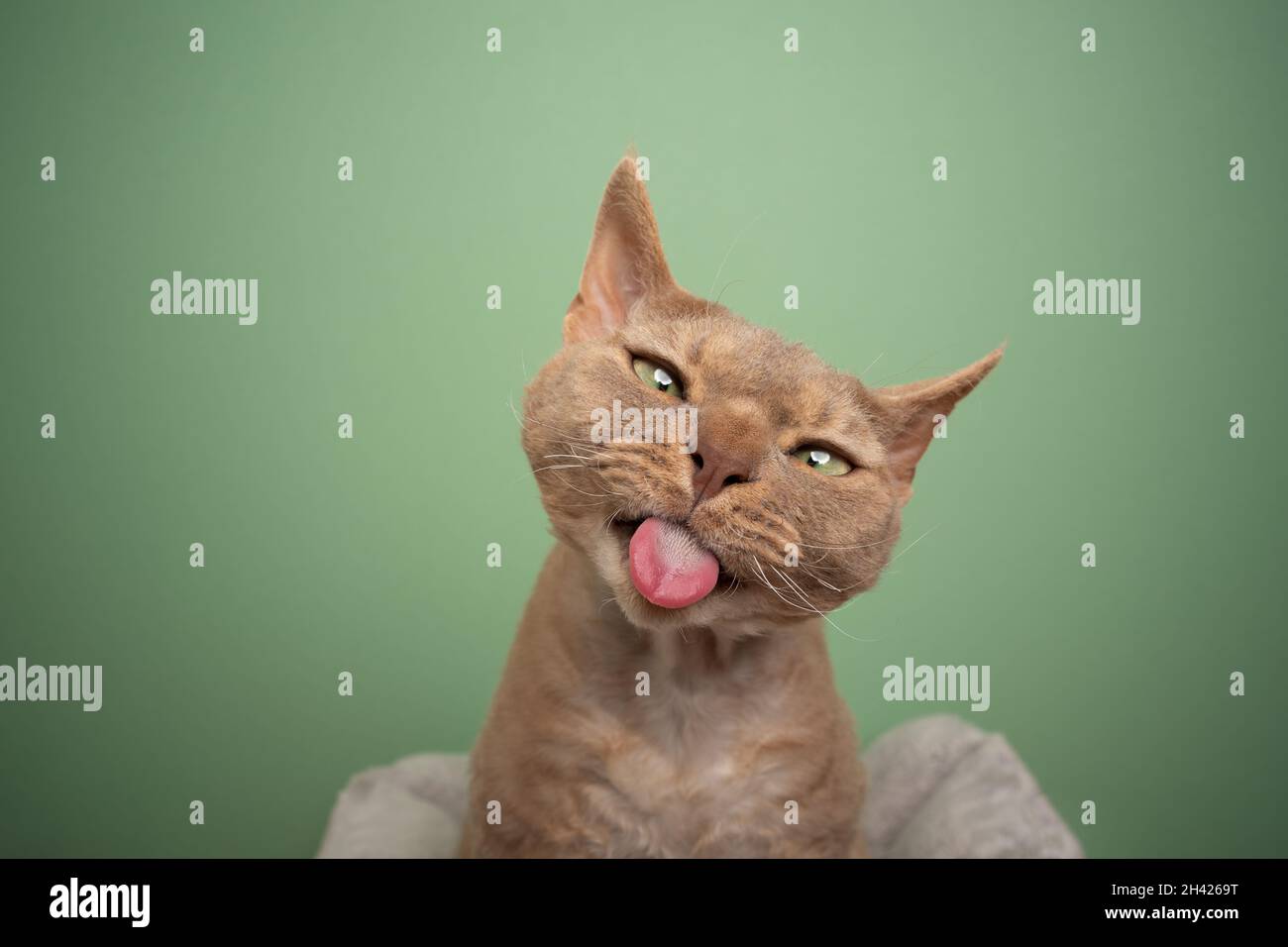 fawn devon rex cat making funny face sticking out tongue looking at ...