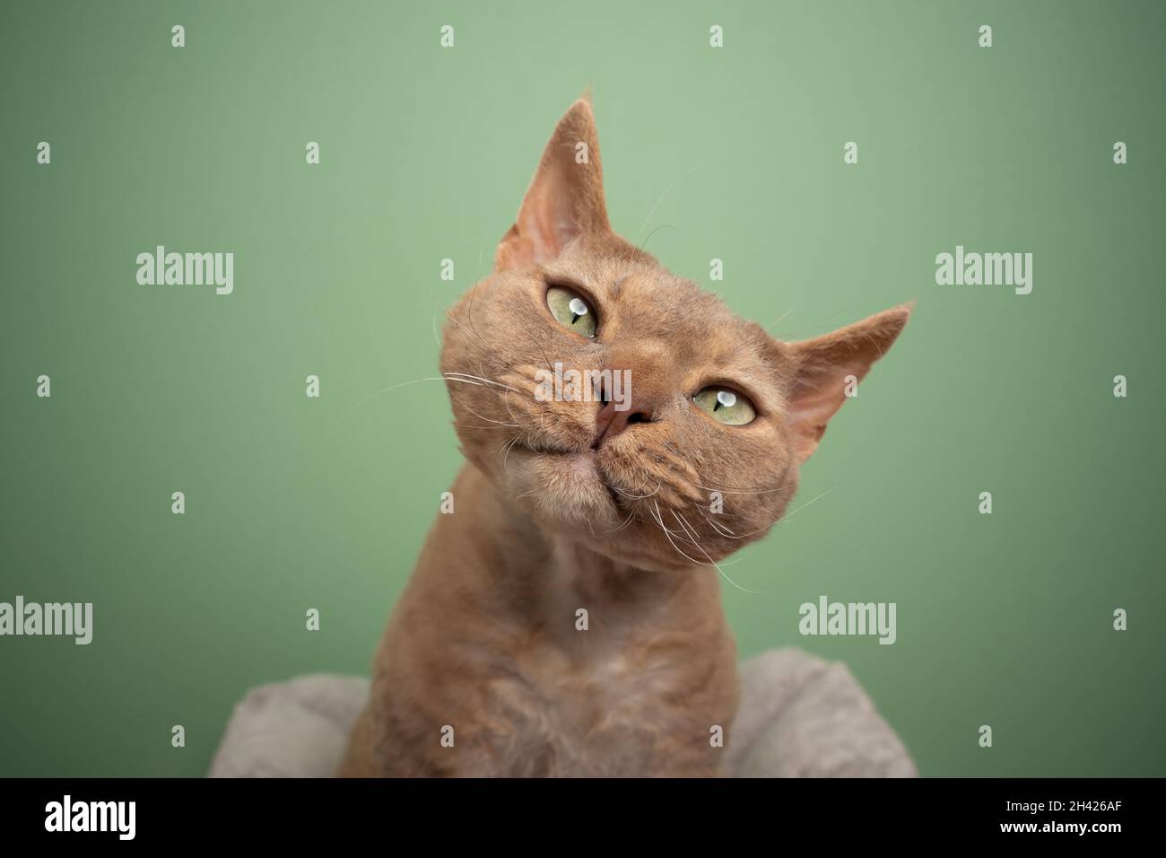cute fawn lilac devon rex cat looking at camera tilting head portrait ...