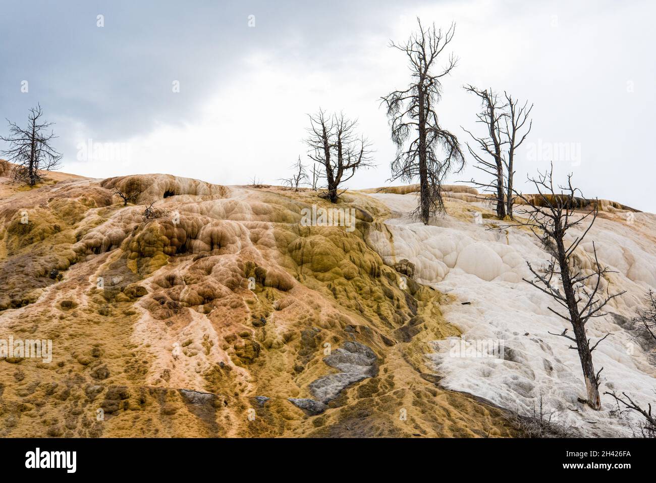 Scenic lifeless calcium terraces at Mammoth Hot Springs, Yellowstone ...