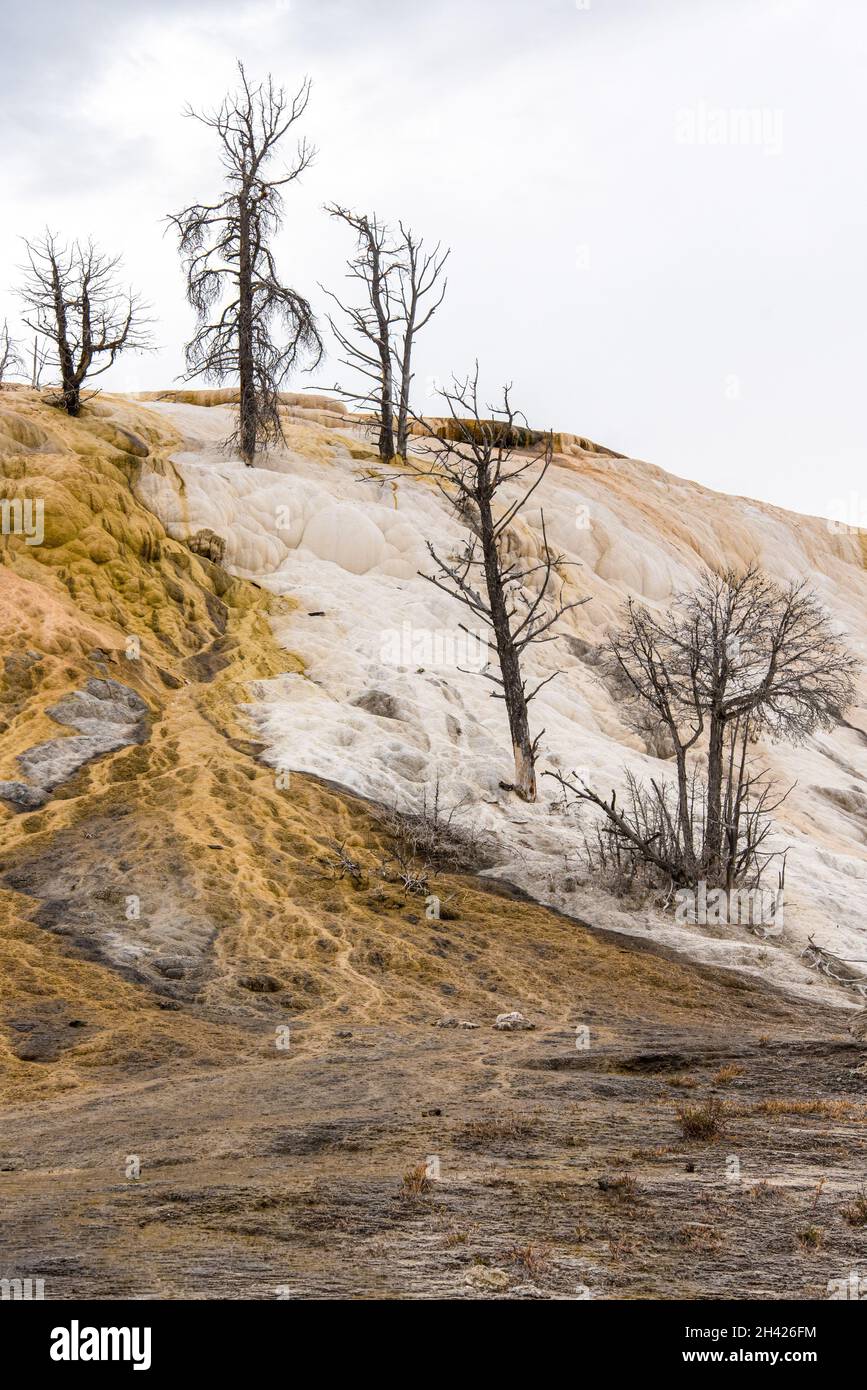 Scenic lifeless calcium terraces at Mammoth Hot Springs, Yellowstone ...