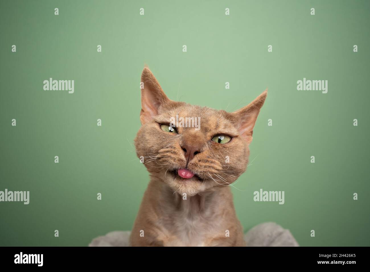 fawn devon rex cat making funny face sticking out tongue looking at ...