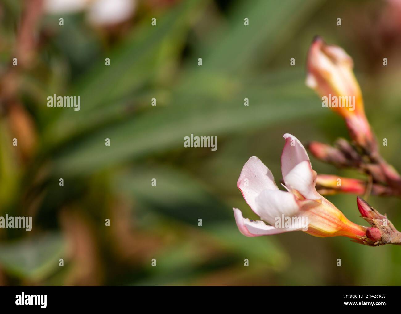 A closeup shot of a colorful flower bud on a blurred background Stock ...