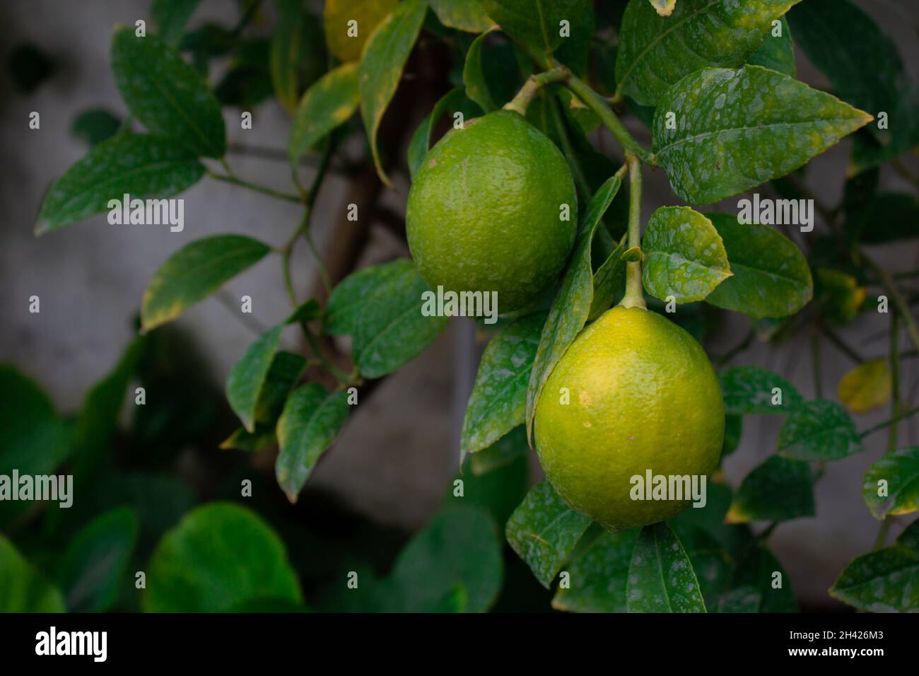 Man hand holding green limes on the branch of lemon tree. Organic and ...
