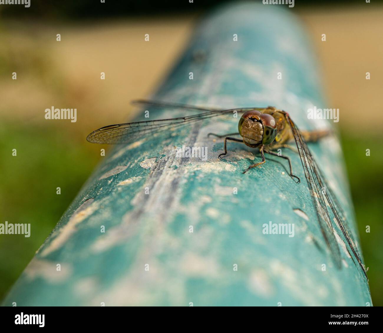Dragonfly on pipe hi-res stock photography and images - Alamy