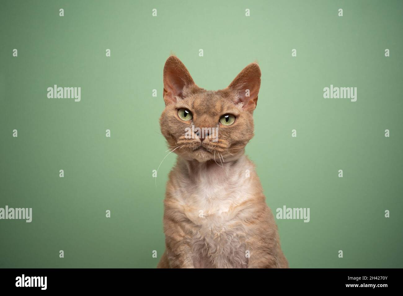 beautiful fawn lilac devon rex cat portrait on mint green background ...