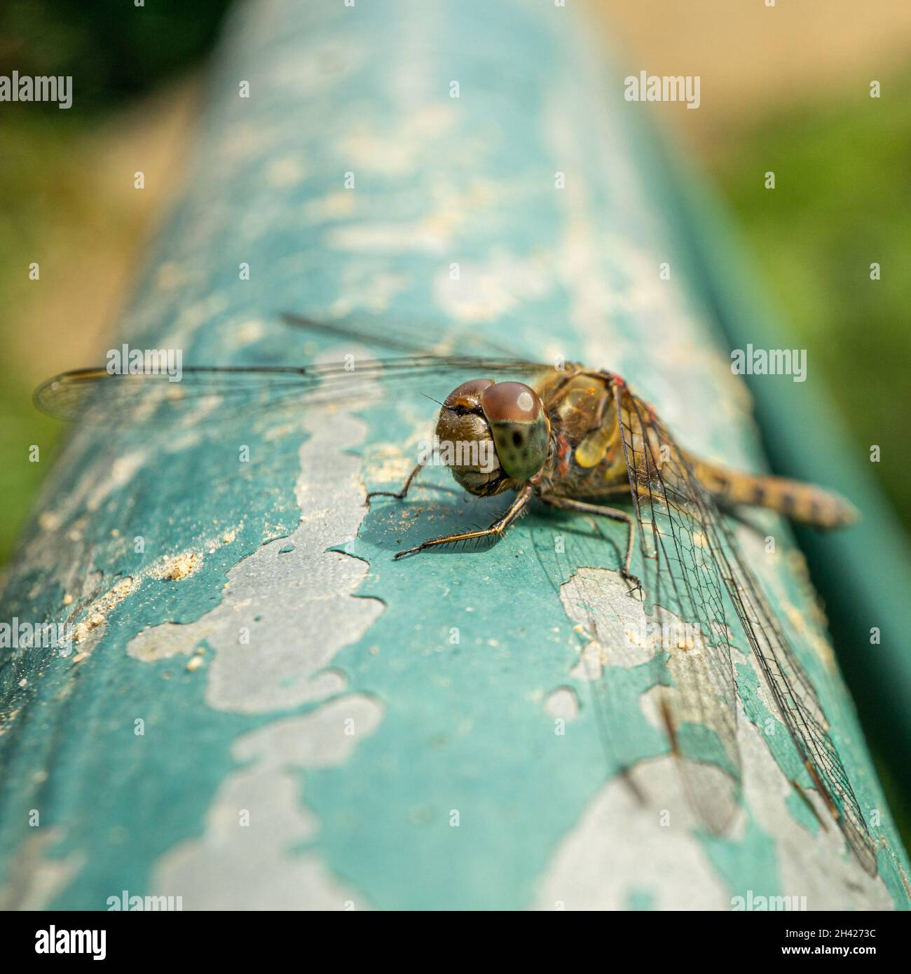 Dragonfly on pipe hi-res stock photography and images - Alamy