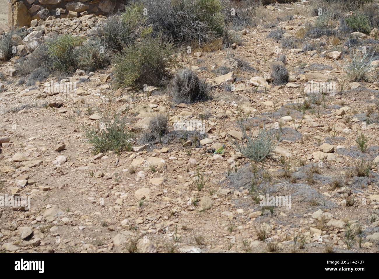 Ground details of rocks ad dirt show details of New Mexico desert floor ...