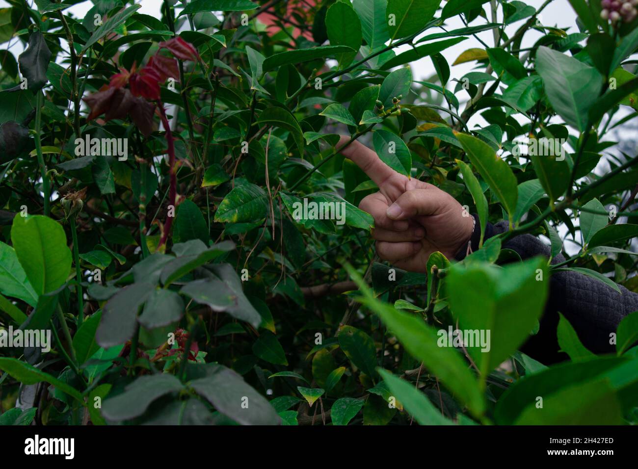 Man finger is pointing out the corner in the green leaves and branches ...