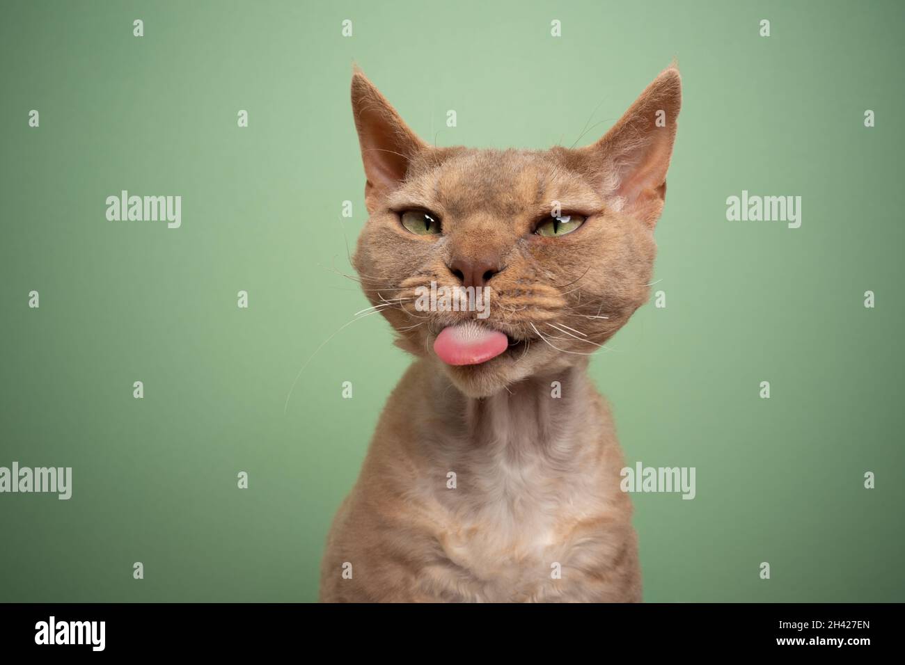 naughty fawn lilac devon rex cat sticking out tongue making funny face ...