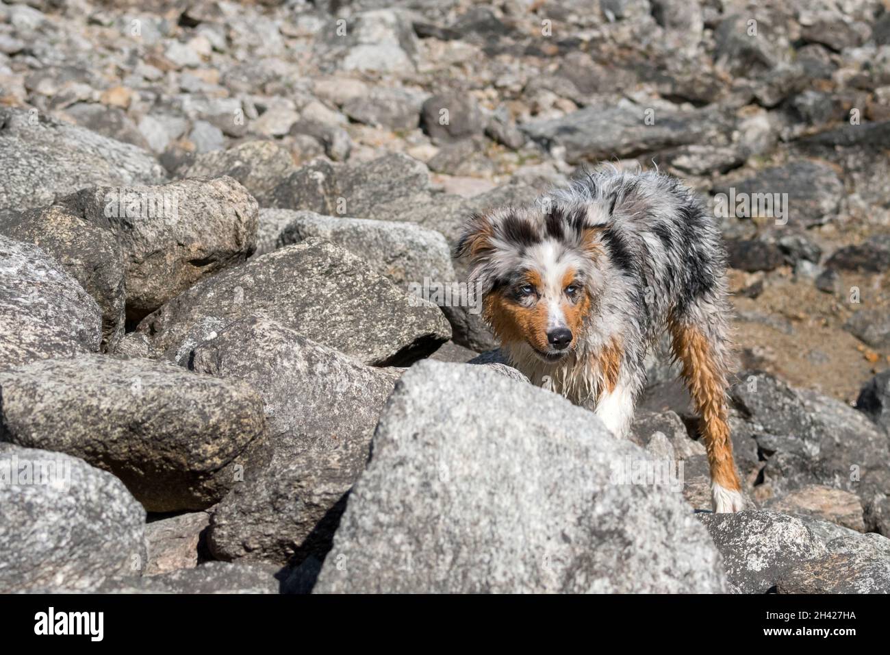 blue merle Australian shepherd puppy dog runs on the shore of the ...