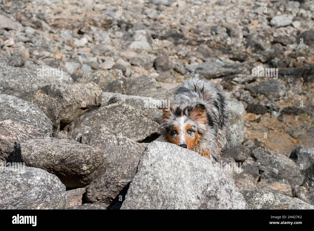 blue merle Australian shepherd puppy dog runs on the shore of the ...