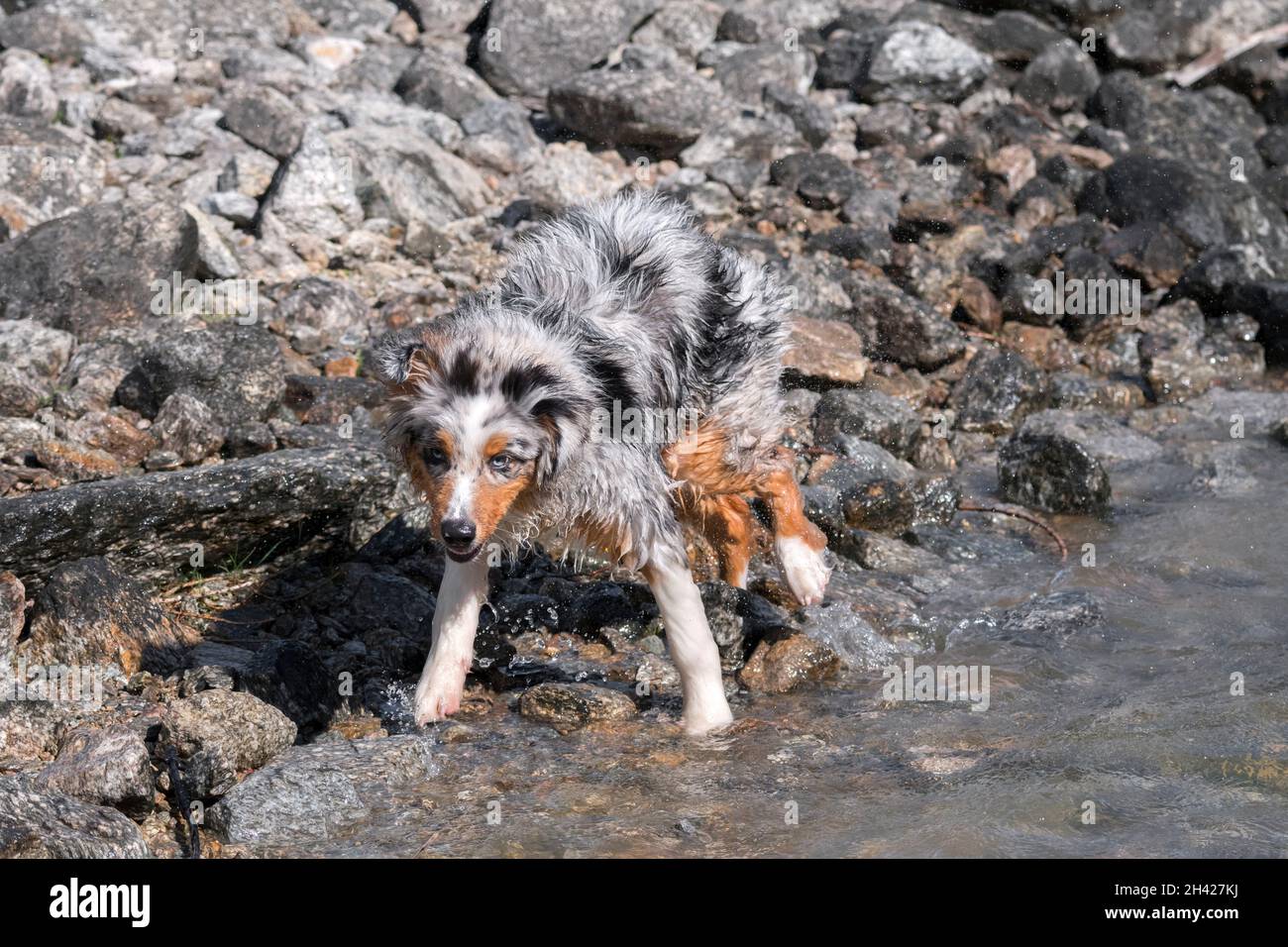 blue merle Australian shepherd puppy dog runs on the shore of the ...