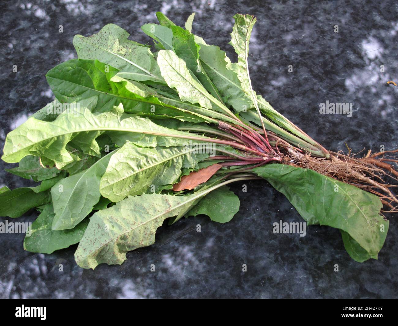 Fresh dandelions with roots picked from the earth Stock Photo - Alamy