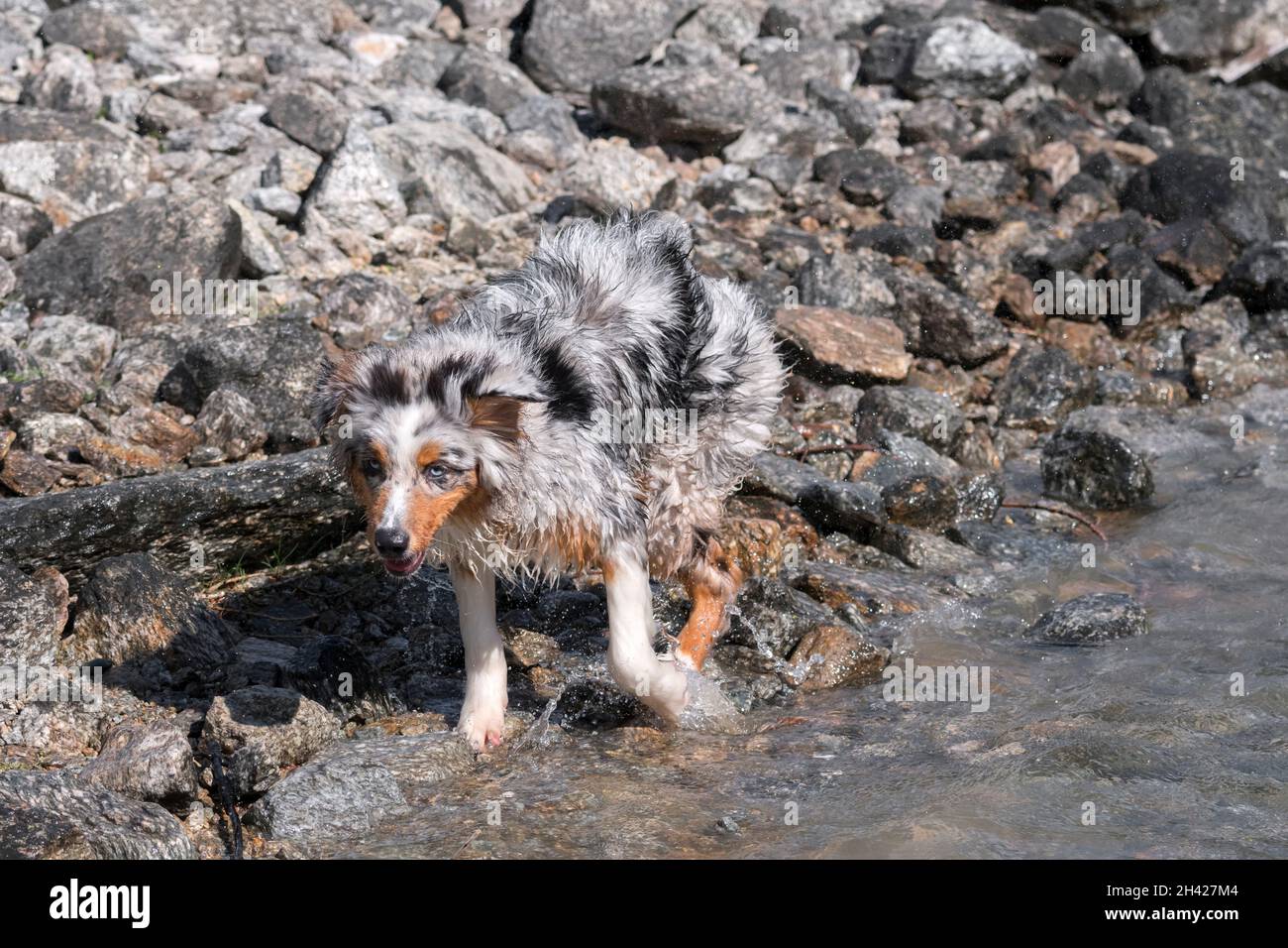 blue merle Australian shepherd puppy dog runs on the shore of the ...
