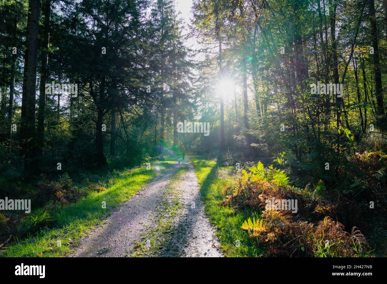 Berkshire Forest High Resolution Stock Photography and Images - Alamy