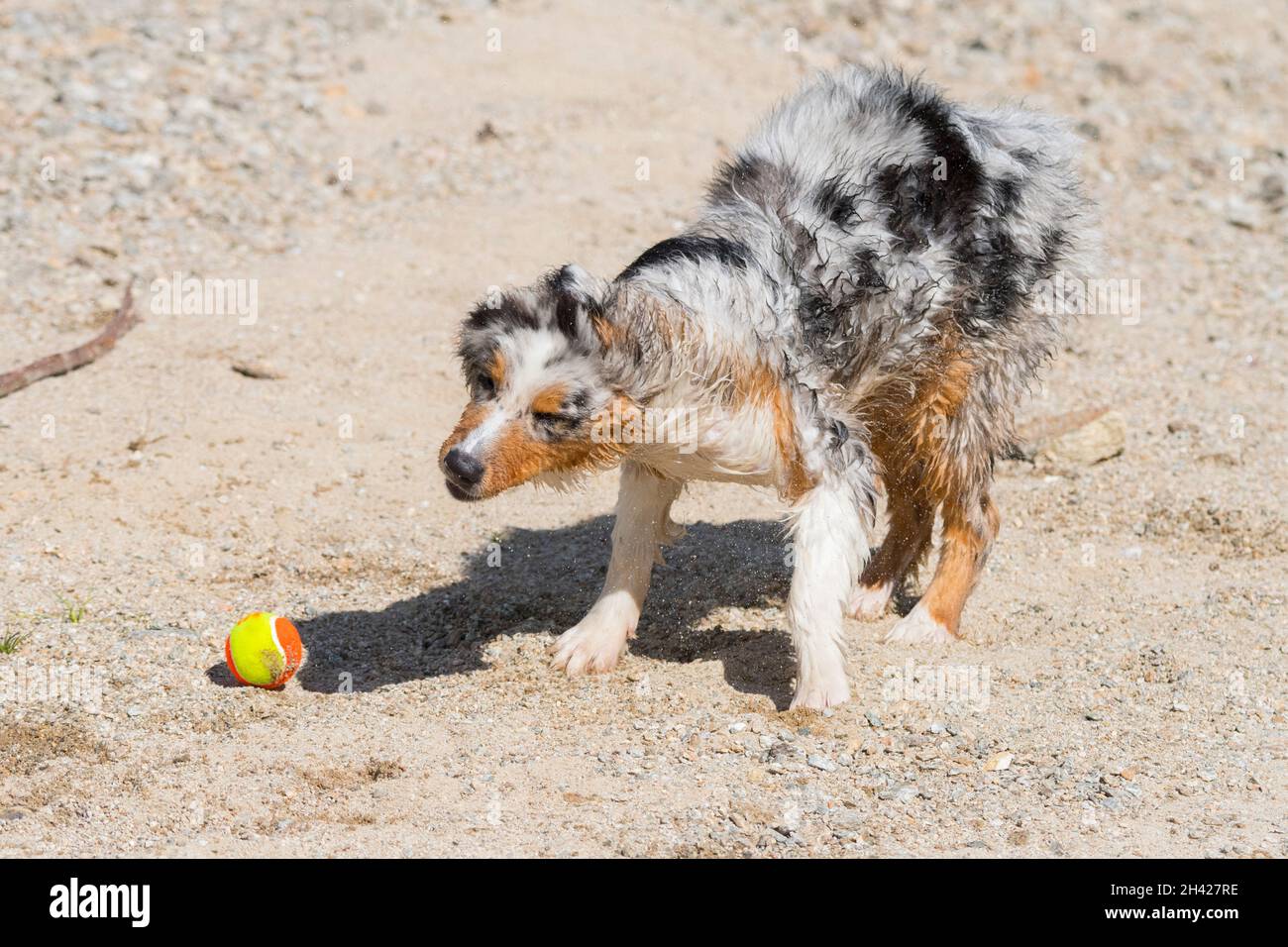 blue merle Australian shepherd puppy dog runs on the shore of the ...