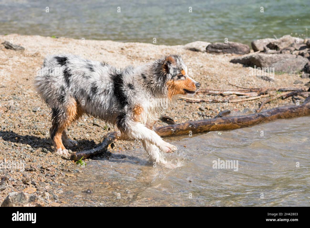 blue merle Australian shepherd puppy dog runs on the shore of the ...