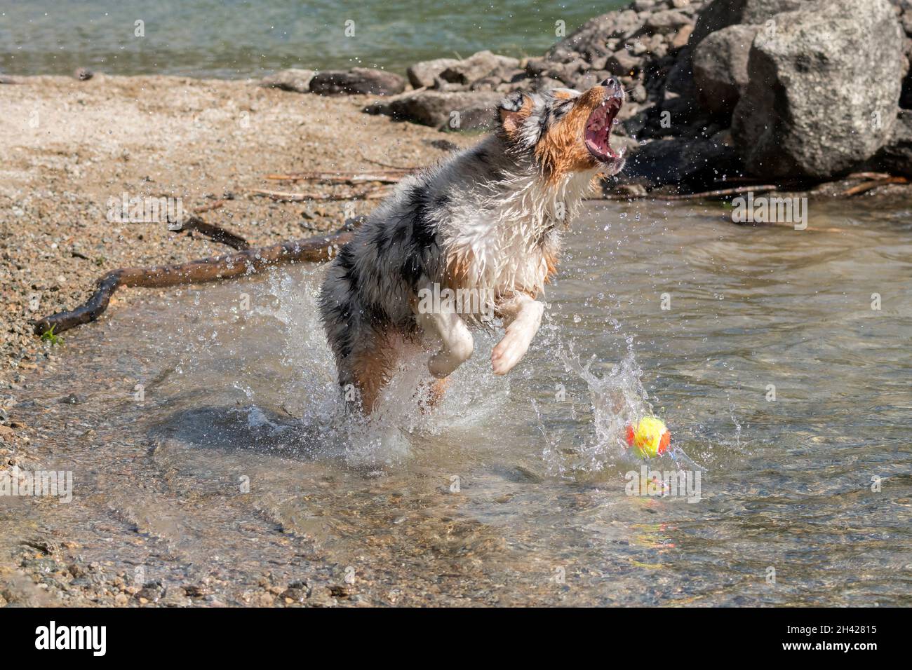 blue merle Australian shepherd puppy dog runs on the shore of the ...