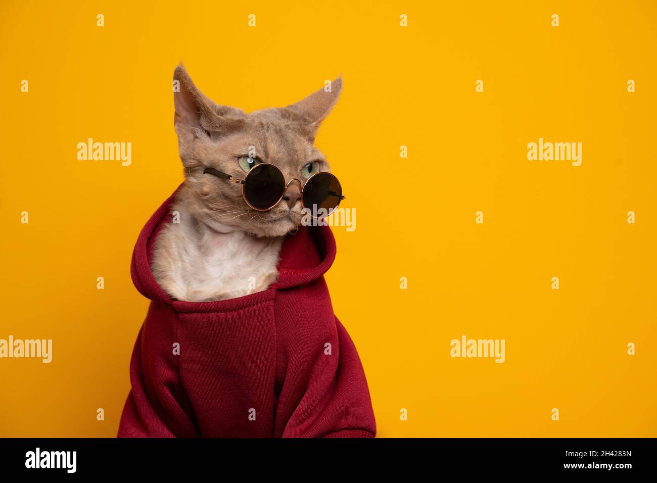Devon rex cat side hi-res stock photography and images - Alamy