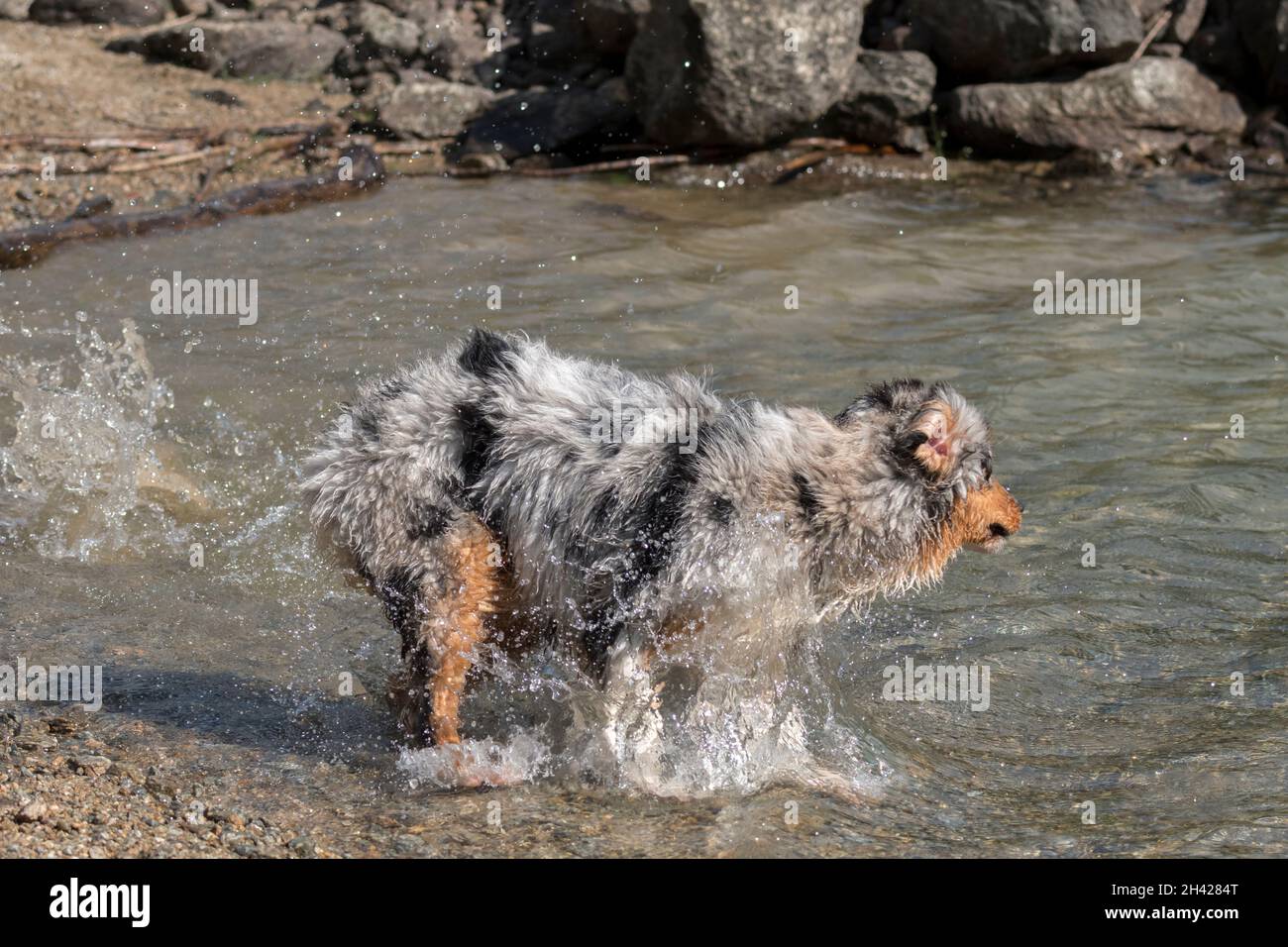 blue merle Australian shepherd puppy dog runs on the shore of the ...