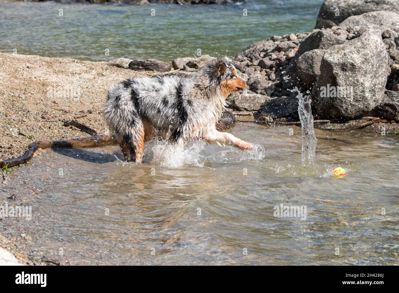 blue merle Australian shepherd puppy dog runs on the shore of the ...